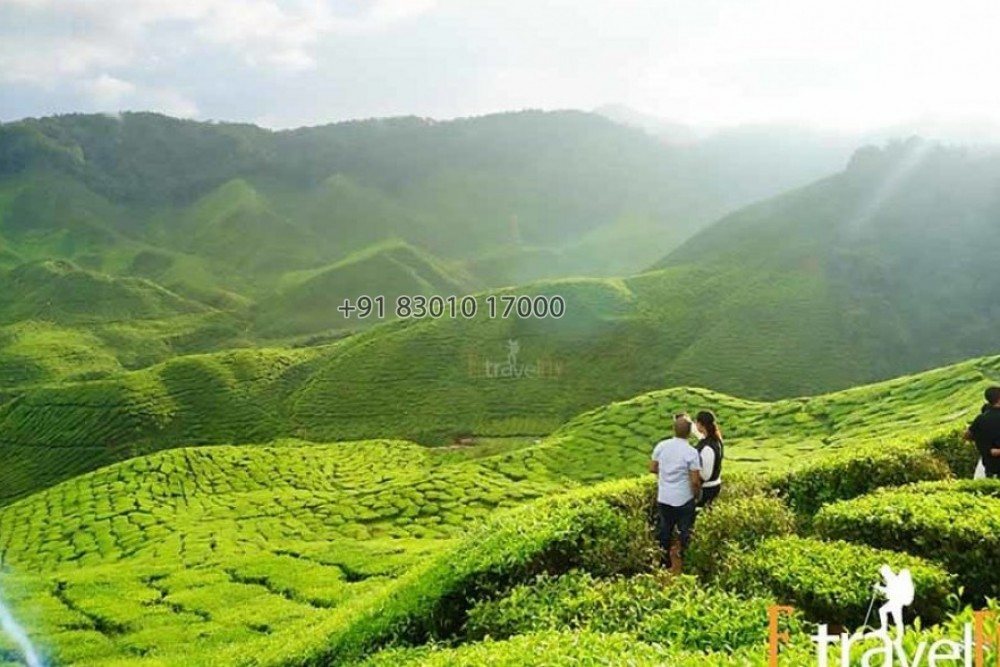 3 days Discover Munnar Package - Platonic Holidays